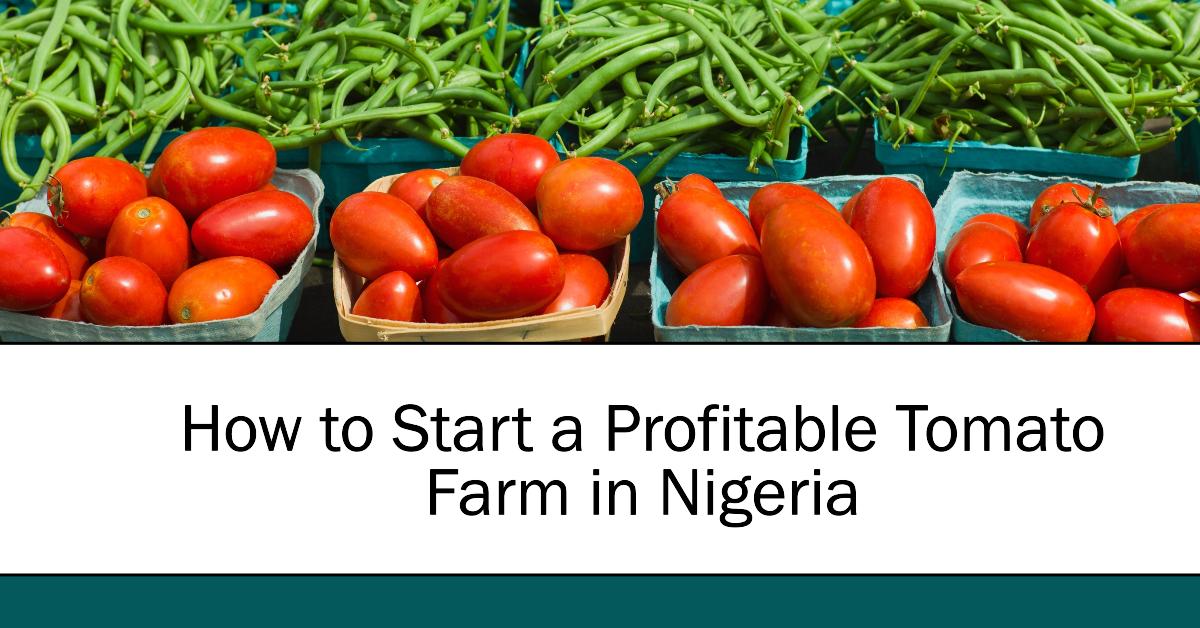 How To Start A Profitable Tomato Farm In Nigeria