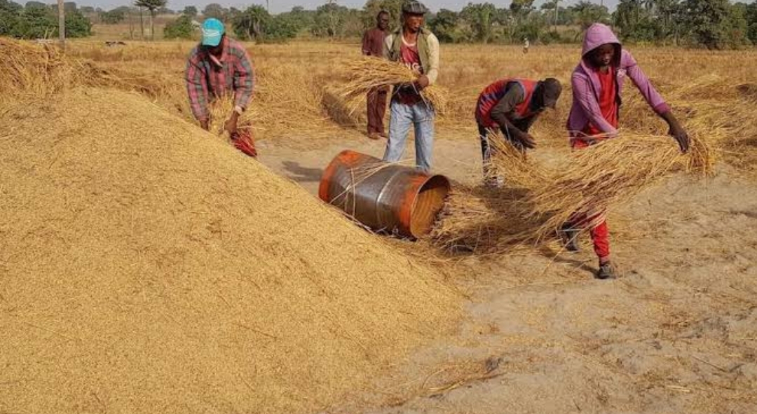 How To Build A Successful Rice Farming Business In Nigeria