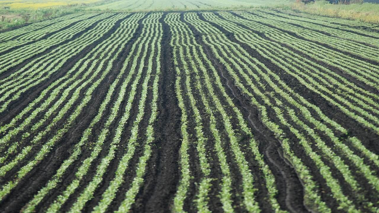 How To Start Cassava Farming In Nigeria: Is Cassava Farming Profitable?