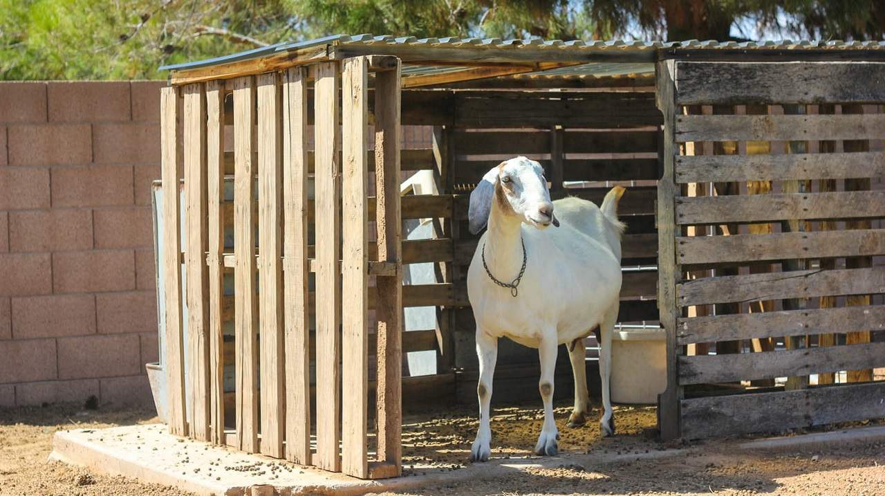 Comprehensive Guide To Goat Housing: Building The Perfect Shelter In ...