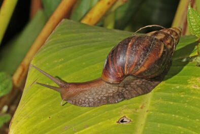 How Do Snails Reproduce? The Complete Guide To Snail Life Cycles ...