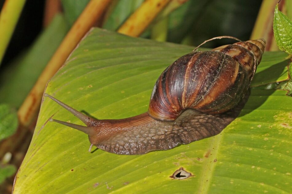 How Do Snails Reproduce? The Complete Guide To Snail Life Cycles ...