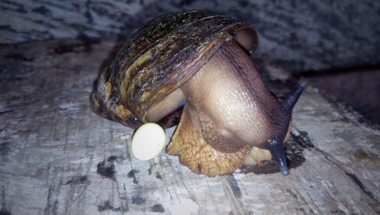 How Do Snails Reproduce? The Complete Guide To Snail Life Cycles ...