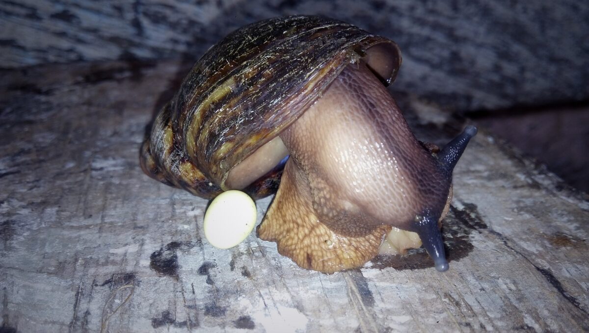 How Do Snails Reproduce? The Complete Guide To Snail Life Cycles ...