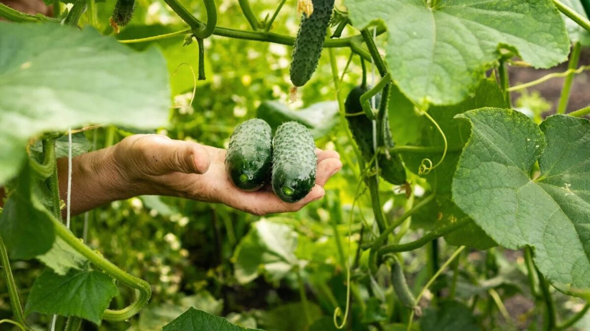 12 Proven Ways To Keep Your Cucumbers Disease-Free All Season Long ...