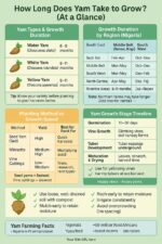 Best Time To Plant Yam In Nigeria & How Long It Takes To Mature ...