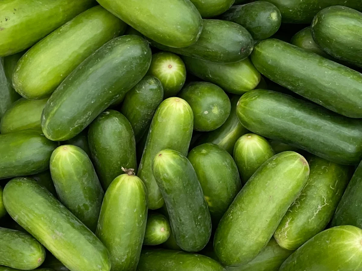 Selling Cucumbers In Nigeria: A Farmer's Guide To Profit | Agricultural ...
