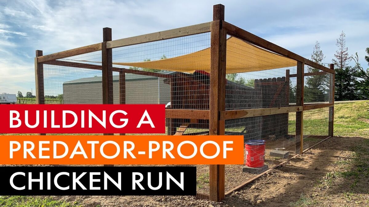 5 DIY Projects To Predator-Proof Your Chicken Coop