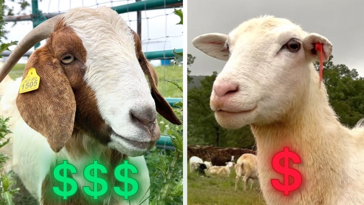 Sheep Vs. Goats: Which Is More Profitable For A Small Farm In 2025 ...