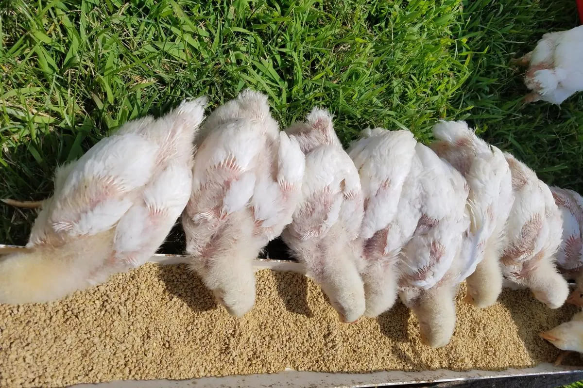 Ultimate Cornish Cross Feeding Chart (By Week, Age & PDF)