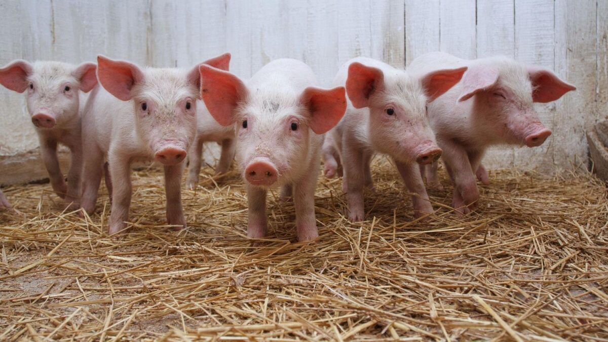 Piggery Farming In Nigeria: The Complete A-Z Guide (2025)
